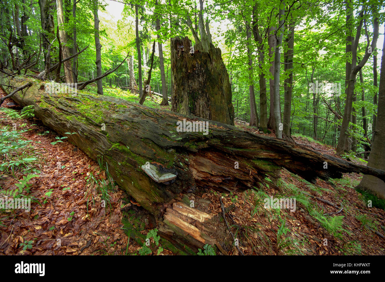 Mionsi beech-fir forest, Beskids, Beskid Mountains Stock Photo - Alamy