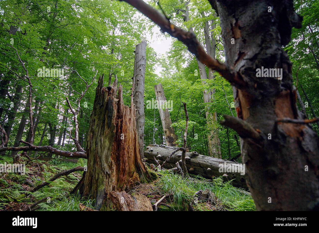 Mionsi beech-fir forest, Beskids, Beskid Mountains Stock Photo - Alamy