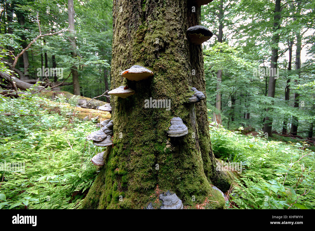 Mionsi beech-fir forest, Beskids, Beskid Mountains Stock Photo - Alamy