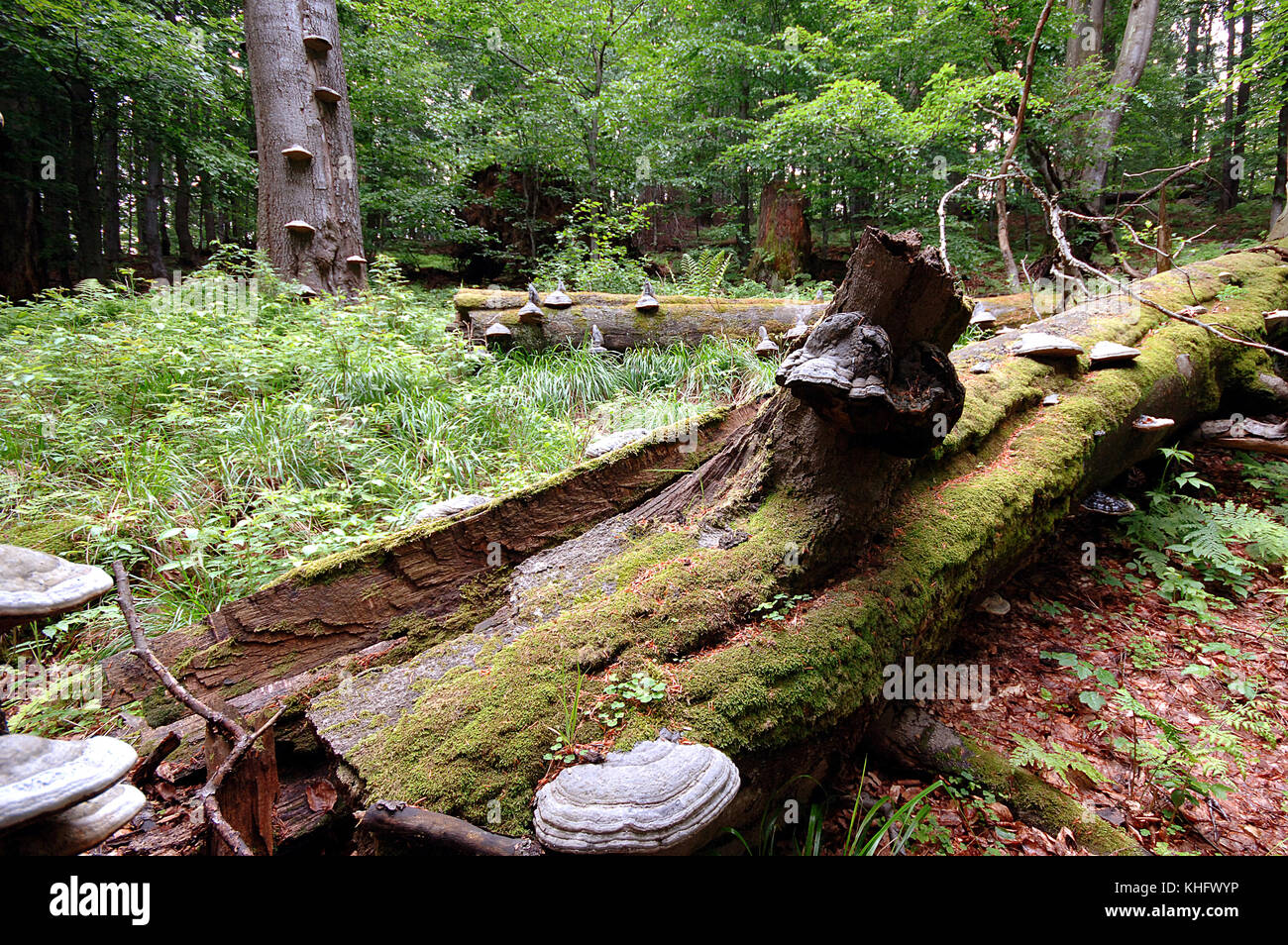 Mionsi beech-fir forest, Beskids, Beskid Mountains Stock Photo - Alamy