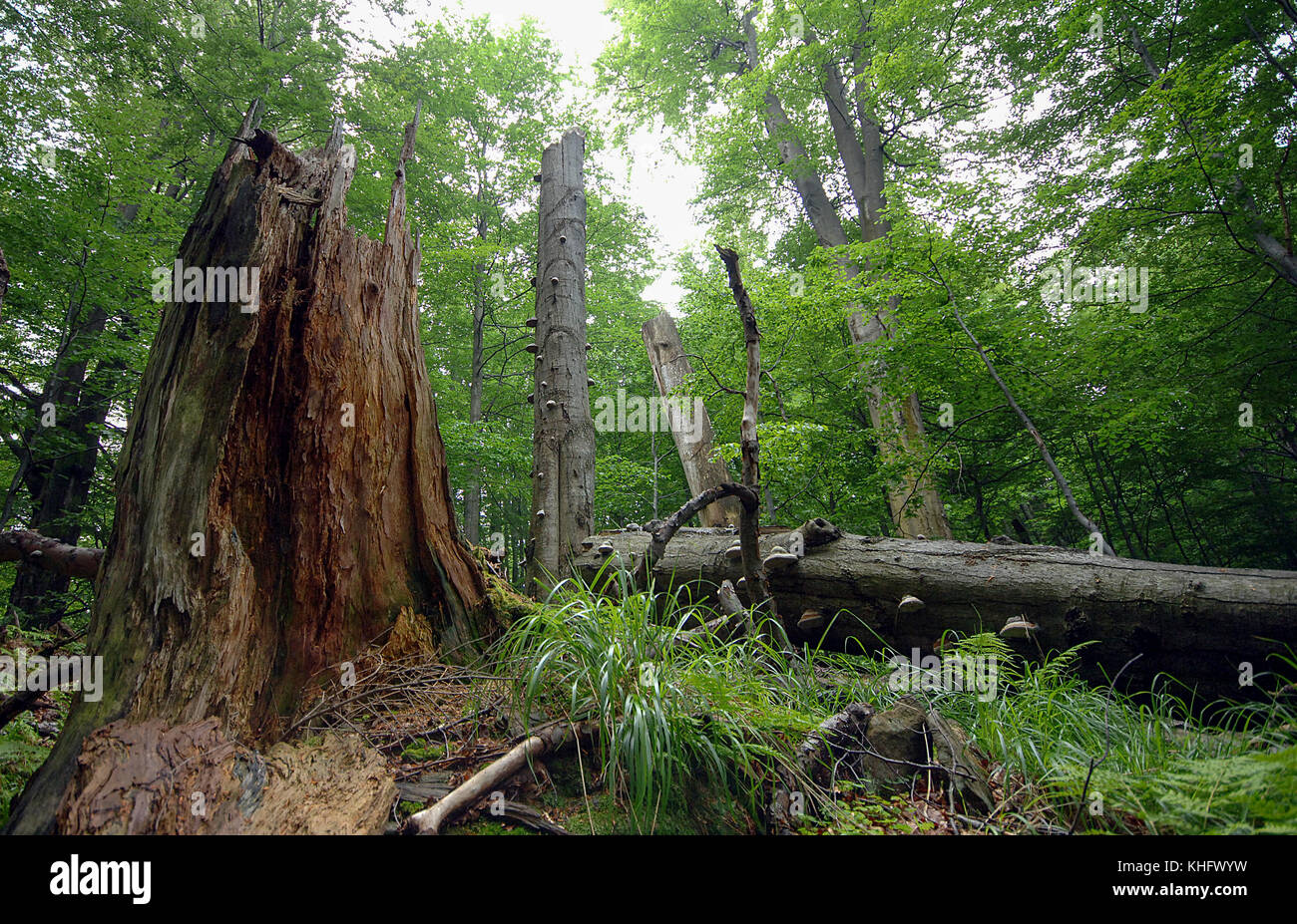 Mionsi beech-fir forest, Beskids, Beskid Mountains Stock Photo - Alamy