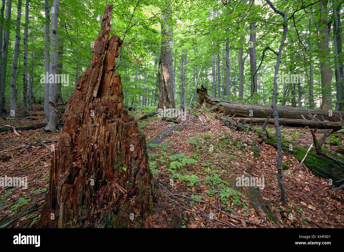 Mionsi beech-fir forest, Beskids, Beskid Mountains Stock Photo - Alamy