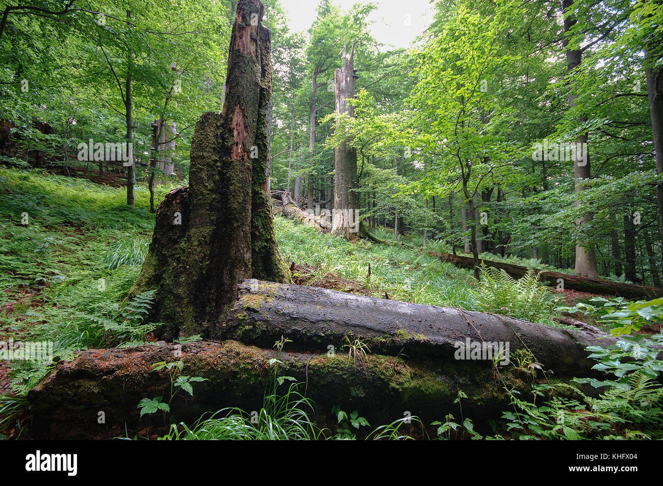 Mionsi beech-fir forest, Beskids, Beskid Mountains Stock Photo - Alamy