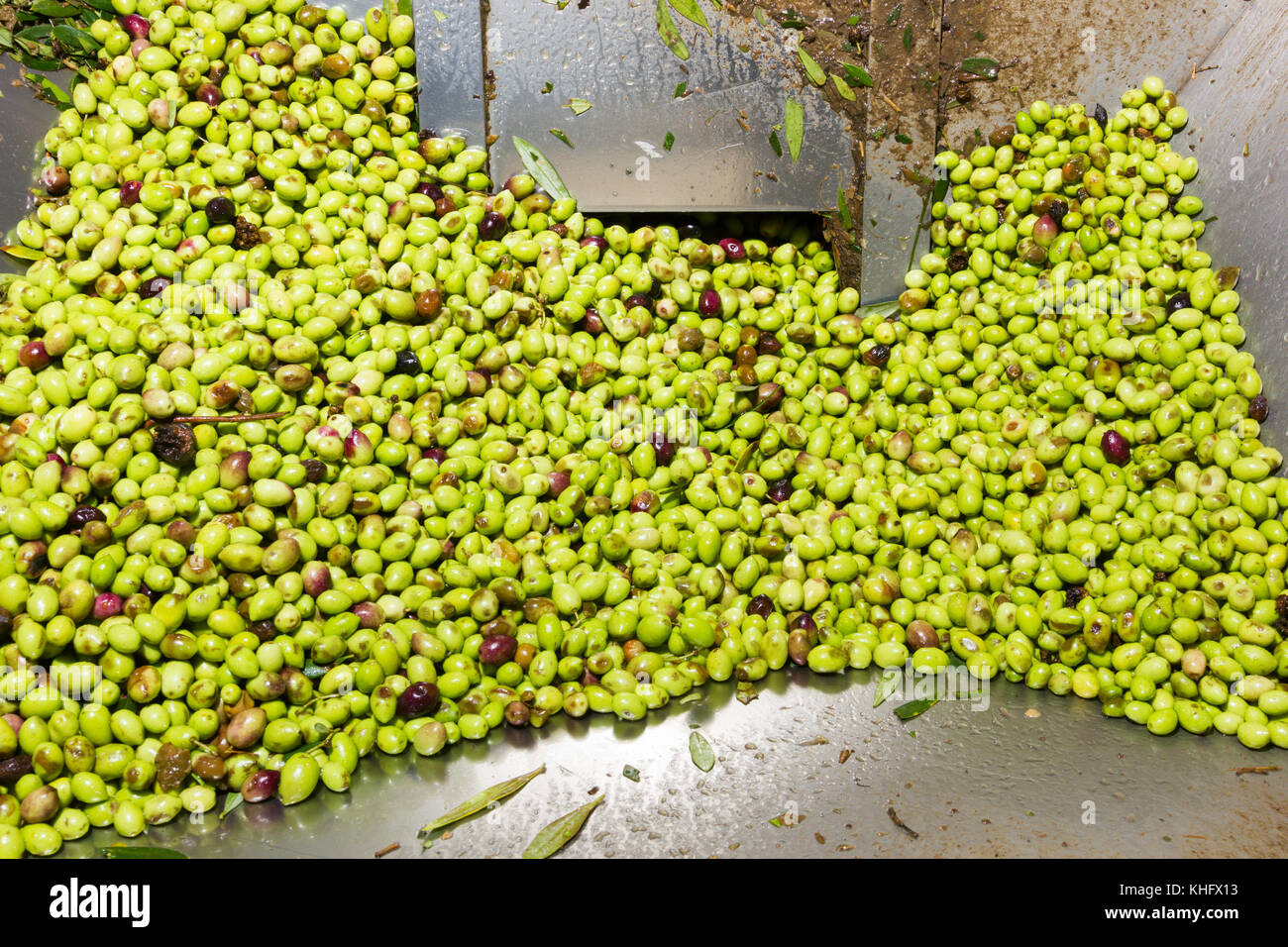 olives into small scale olive oil mill factory for extracting extra ...