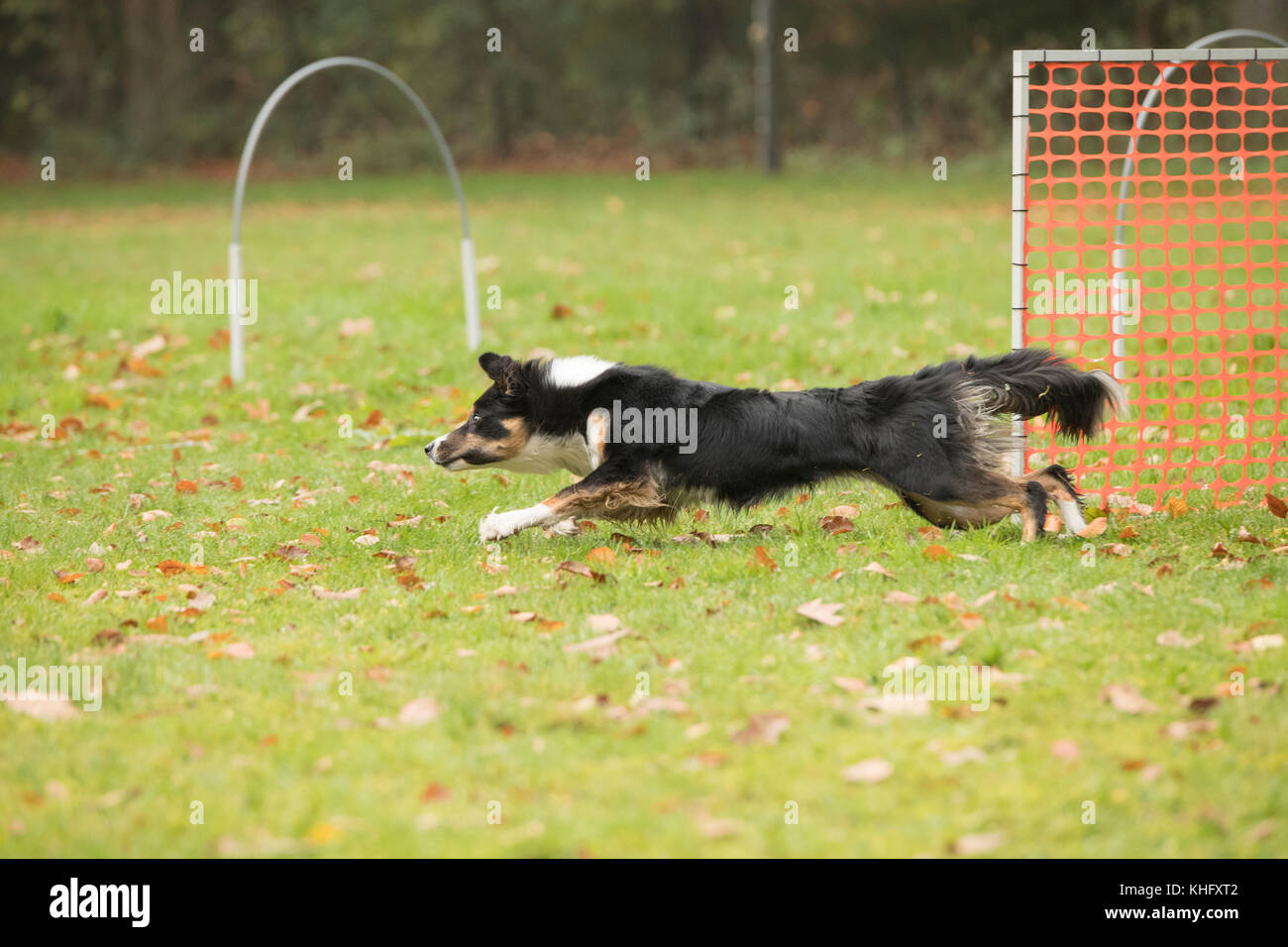 Dog, Border Collie, running in agility competition Stock Photo - Alamy