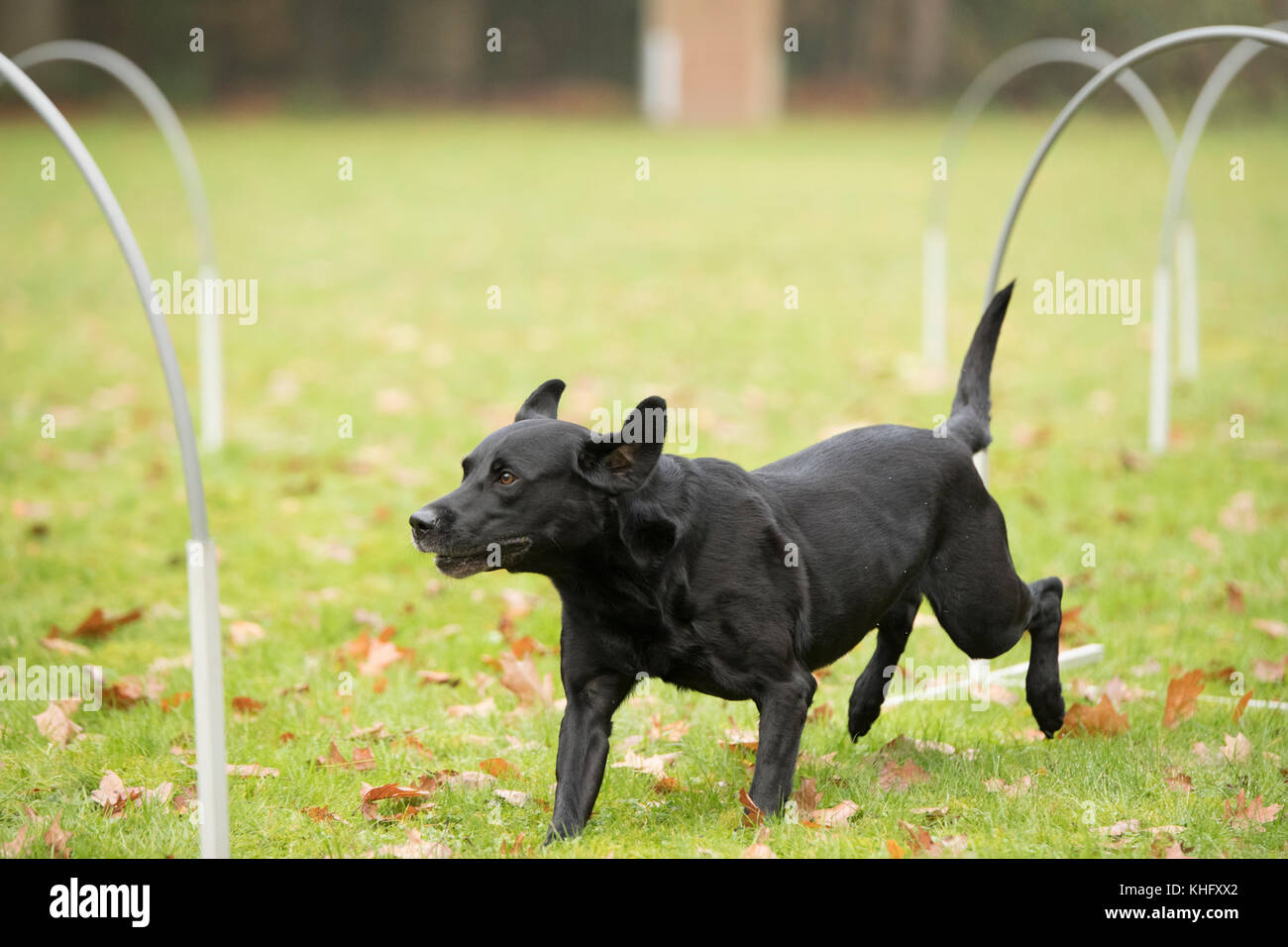 Dog, Labrador Retriever. running in agility competition Stock Photo - Alamy