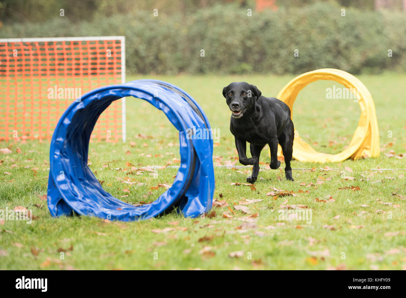 Dog, Labrador Retriever, running in hooper competition Stock Photo - Alamy