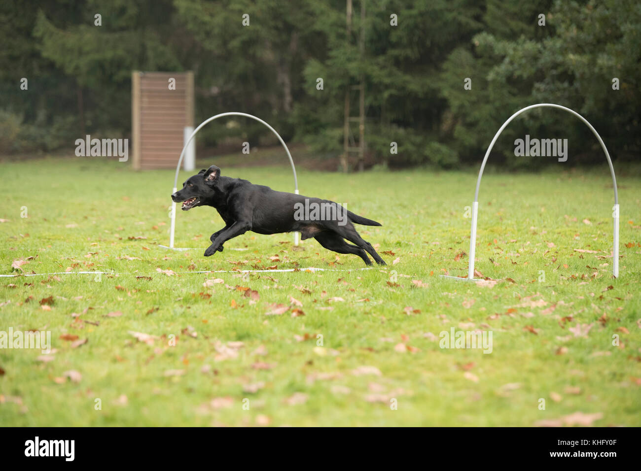 Dog, Labrador Retriever, running in agility competition Stock Photo - Alamy