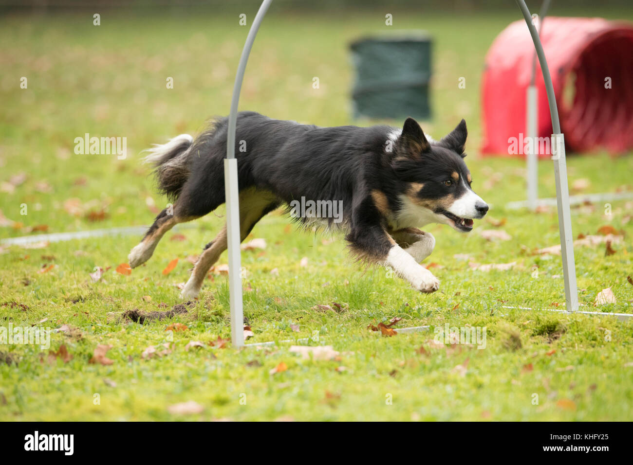 Dog, Border Collie, running in agility competition Stock Photo - Alamy