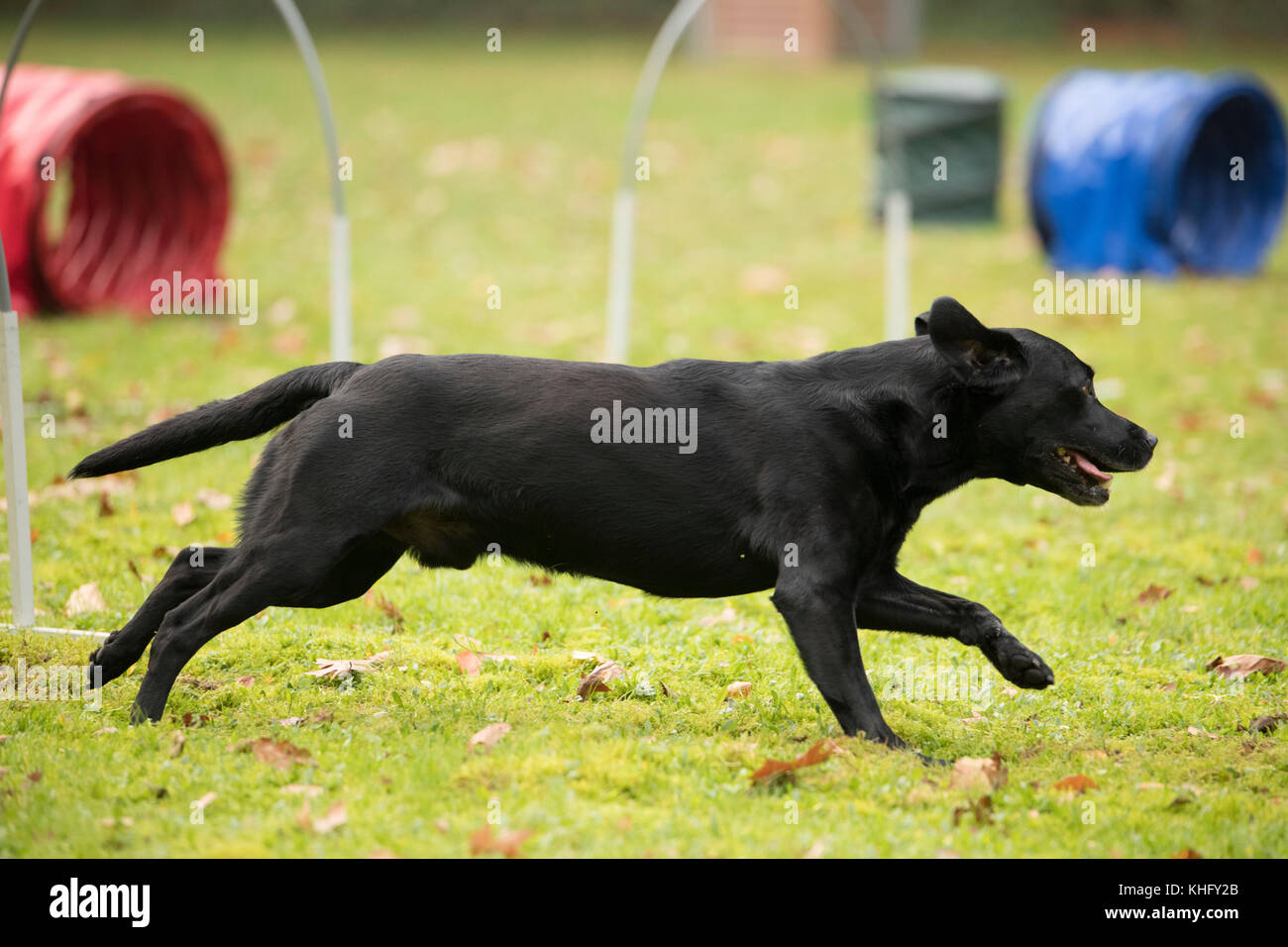Dog, Labrador Retriever, running in hooper competition Stock Photo - Alamy
