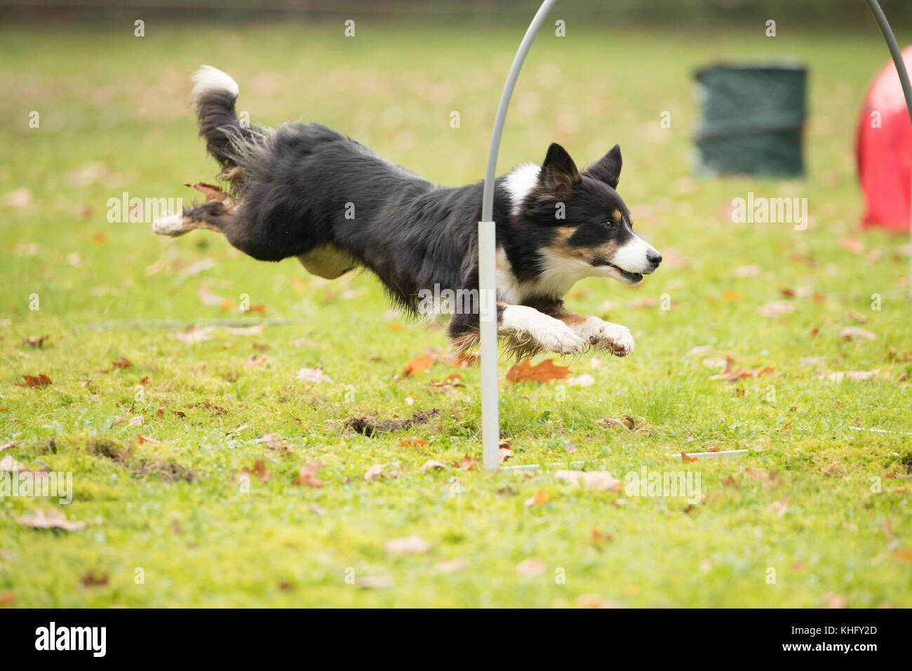 Dog, Border Collie, running in hooper competition Stock Photo - Alamy