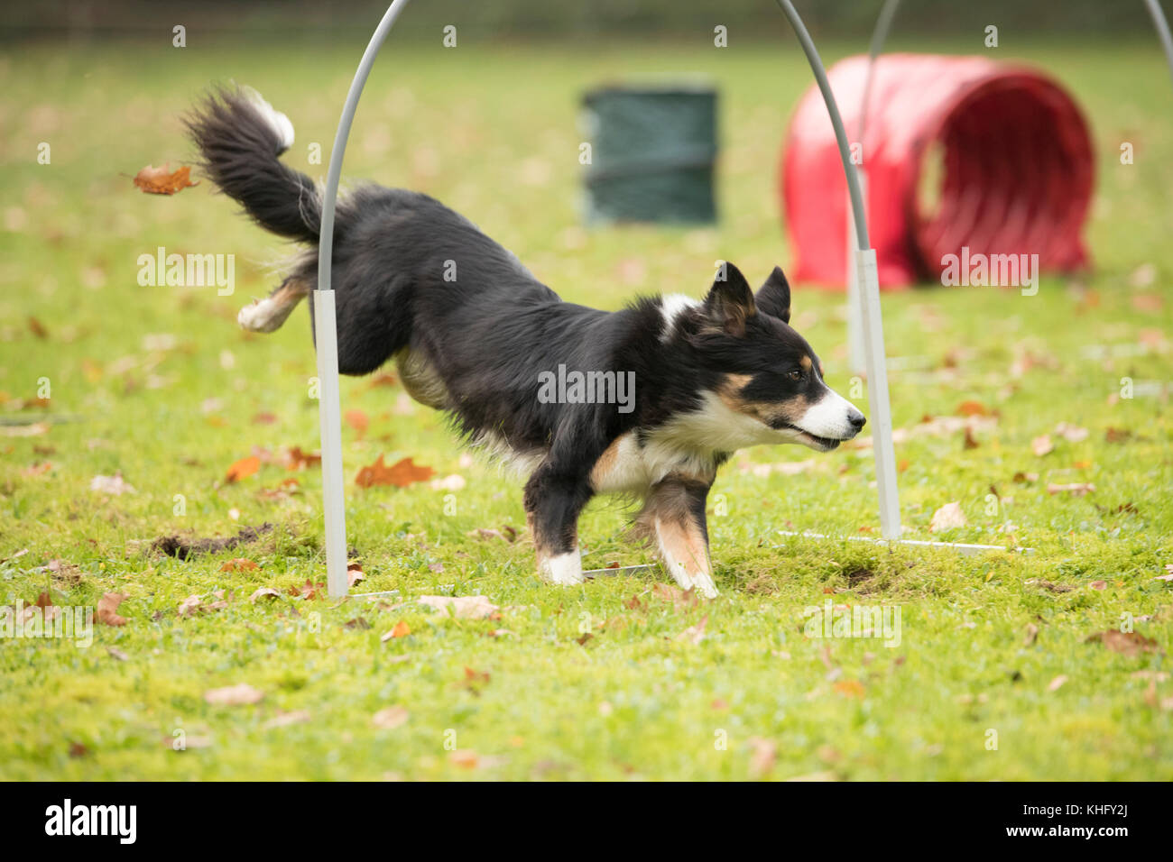 Dog, Border Collie, running in agility competition Stock Photo - Alamy