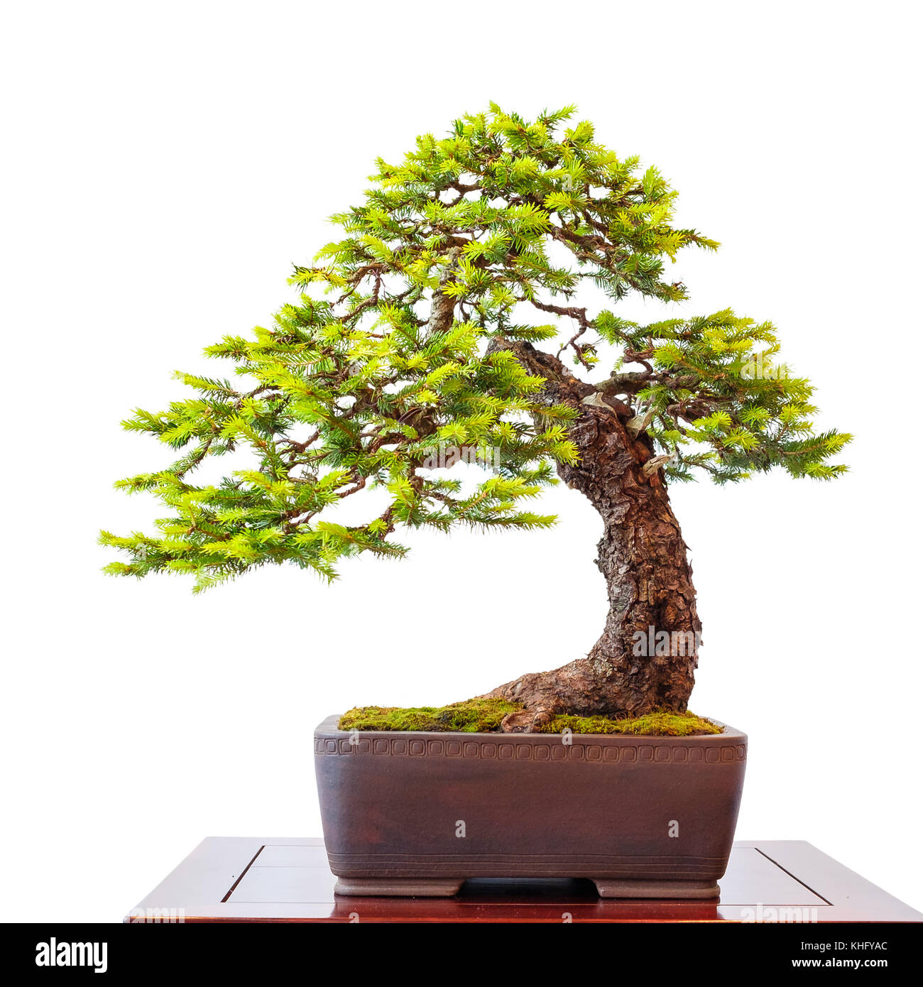 Old conifer common spruce as little bonsai tree white isolated Stock ...