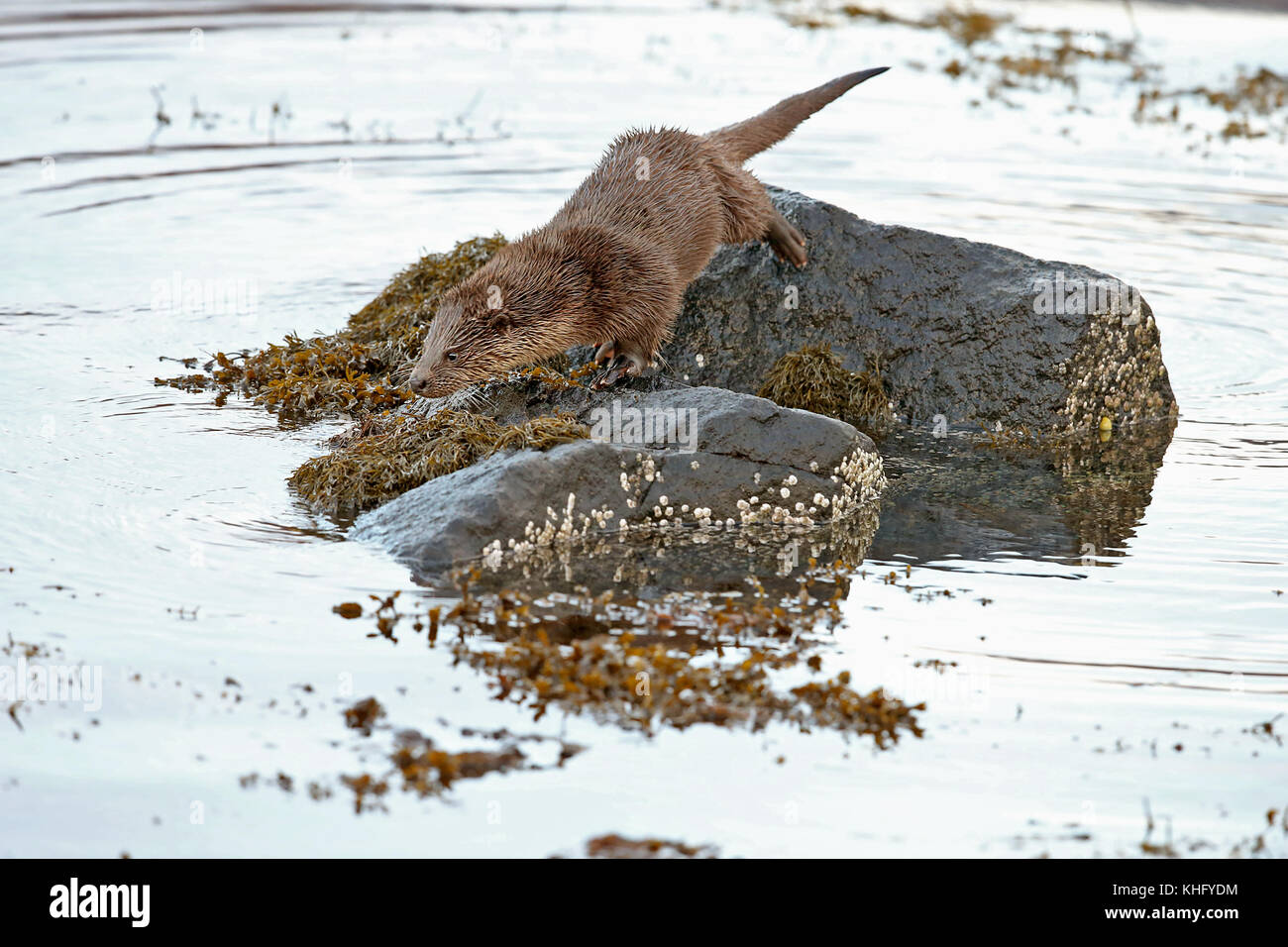 Owl eating scorpion hi-res stock photography and images - Alamy