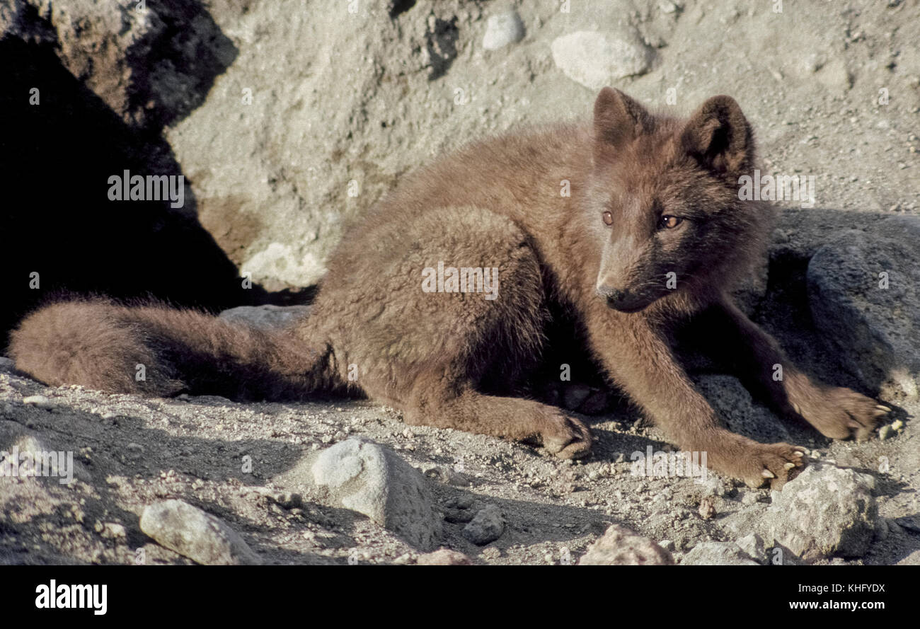 The blue Arctic fox is a mutation of the Arctic fox (Vulpes lagopus ...