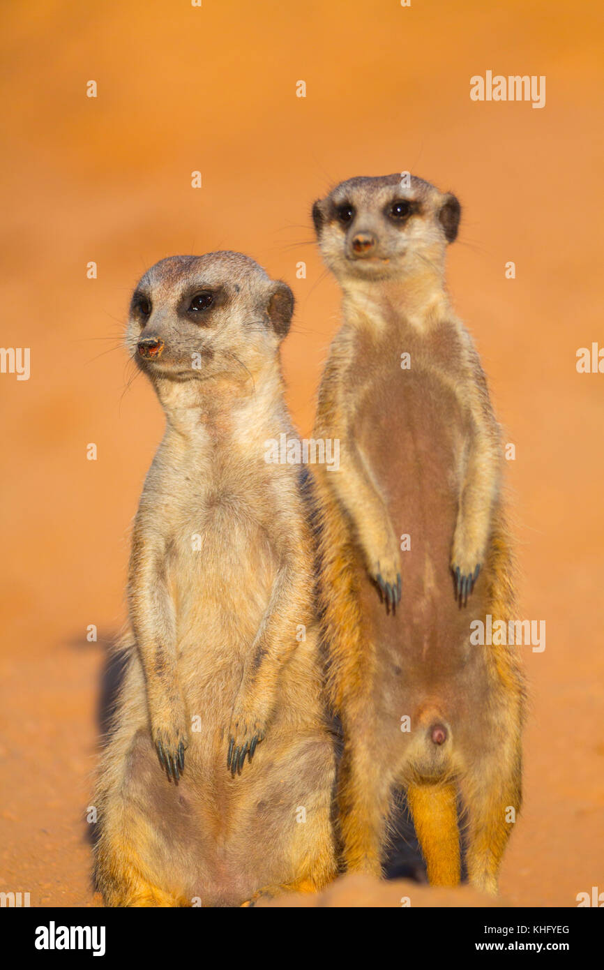 Suricate Funny Stock Photos & Suricate Funny Stock Images - Alamy