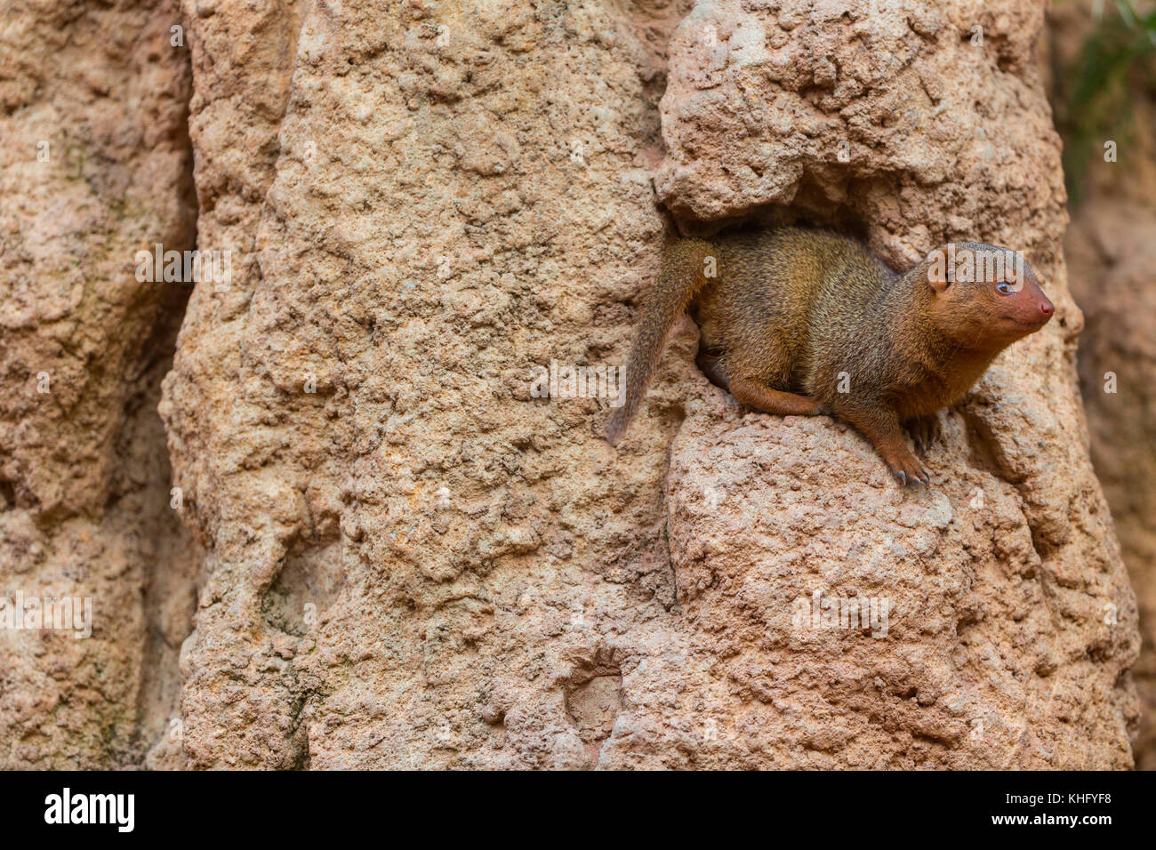 Common dwarf mongoose (Helogale parvula Stock Photo - Alamy