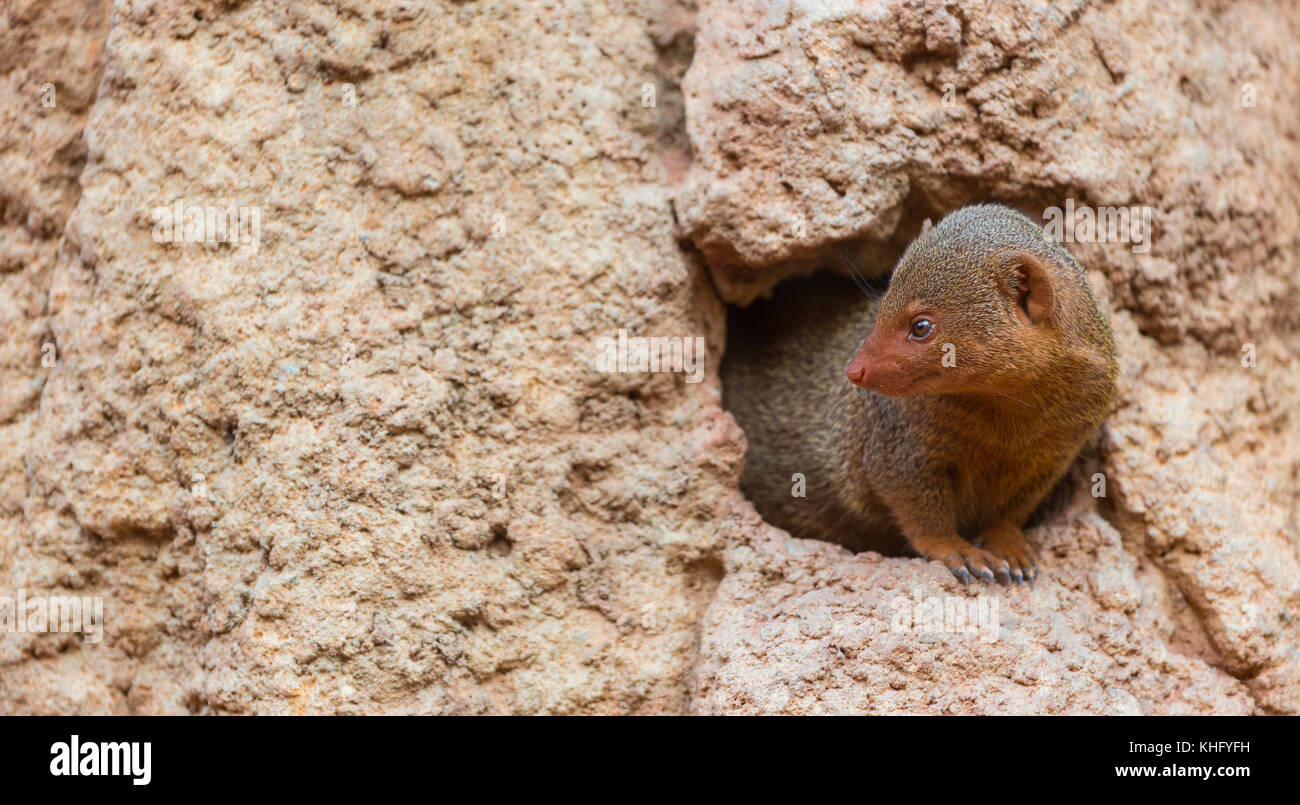 Common dwarf mongoose (Helogale parvula Stock Photo - Alamy