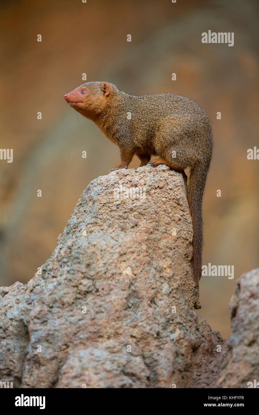 Common dwarf mongoose (Helogale parvula Stock Photo - Alamy