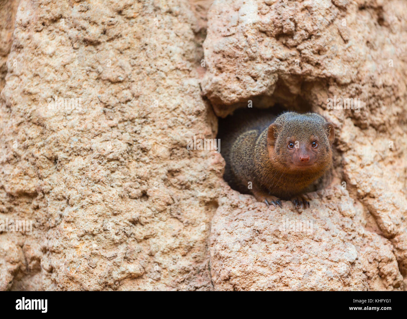 Common dwarf mongoose (Helogale parvula Stock Photo - Alamy