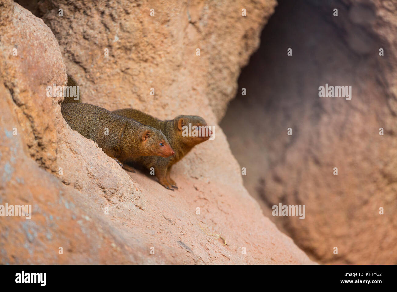 Common dwarf mongoose (Helogale parvula Stock Photo - Alamy