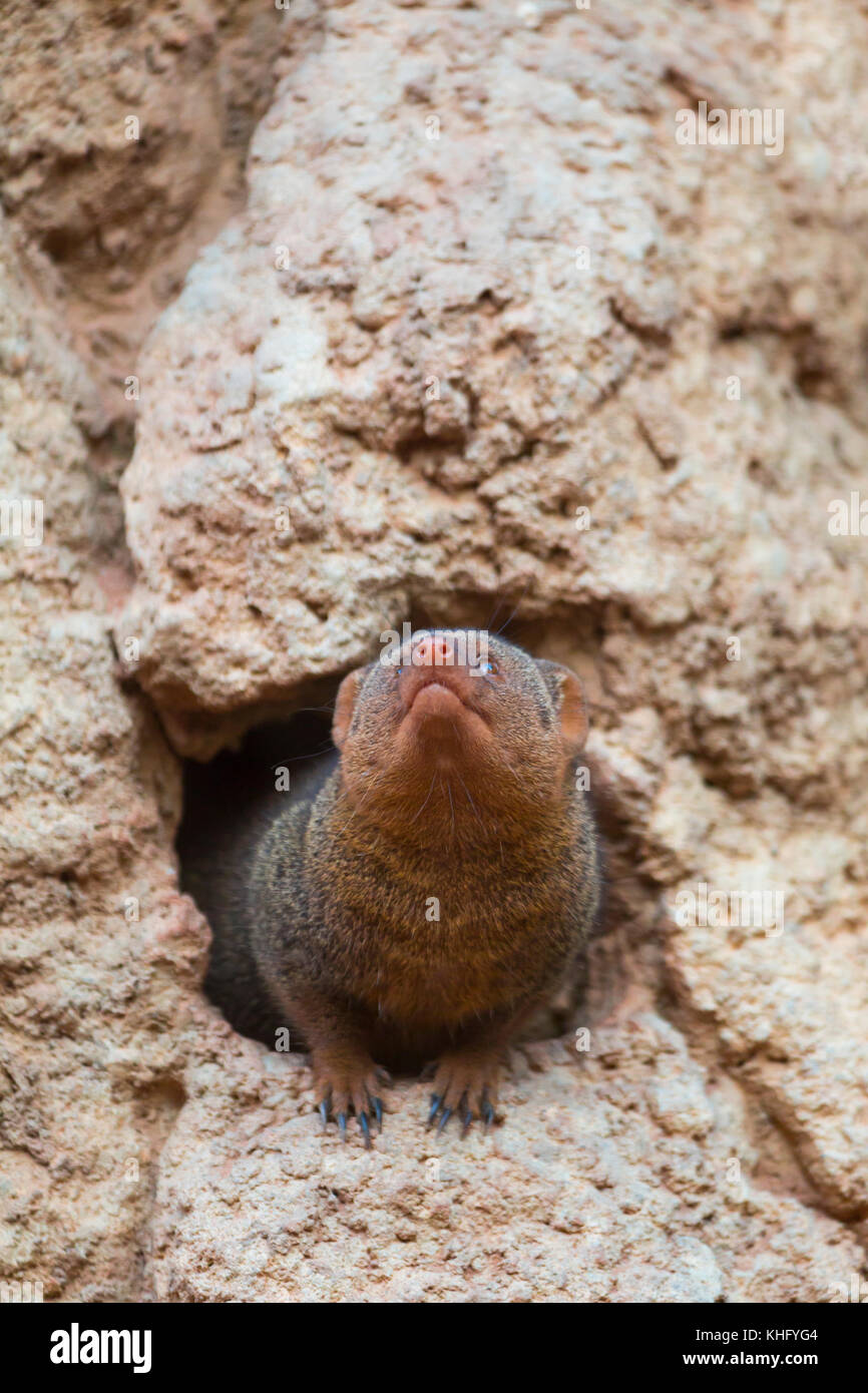 Common dwarf mongoose (Helogale parvula Stock Photo - Alamy