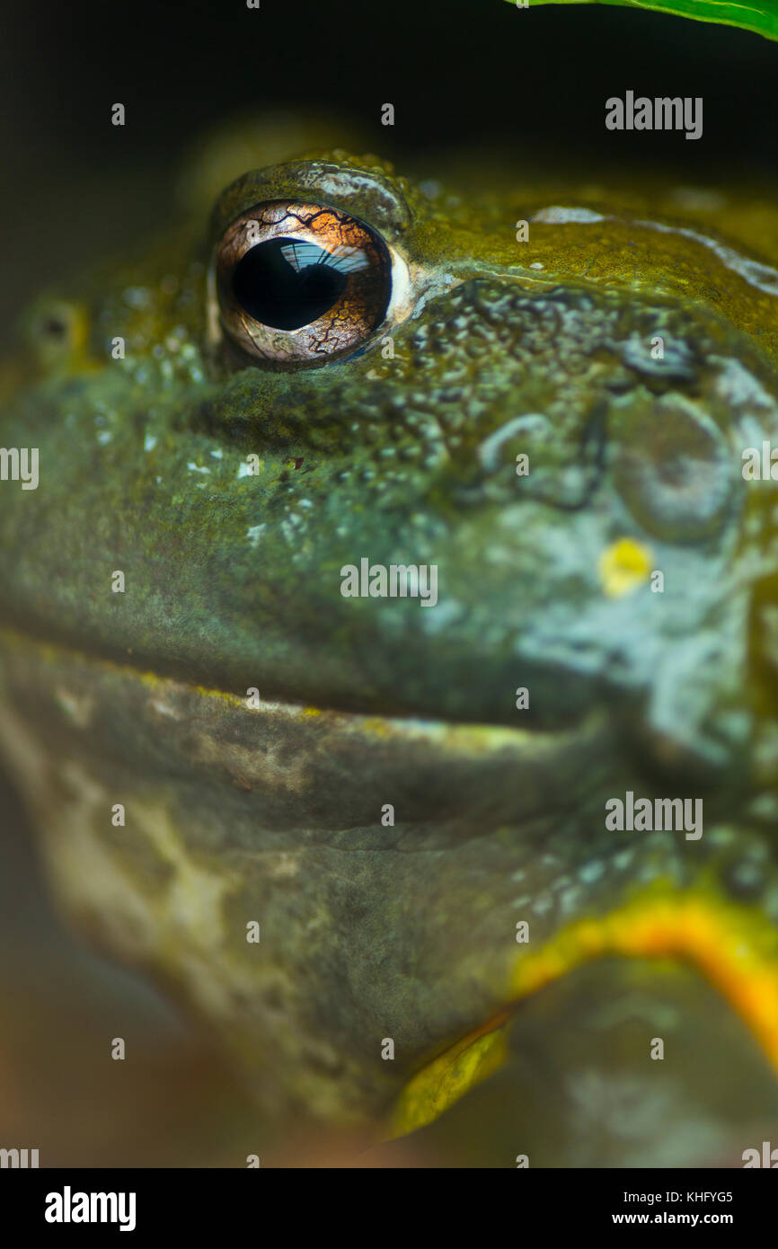 Bullfrog eye hi-res stock photography and images - Alamy