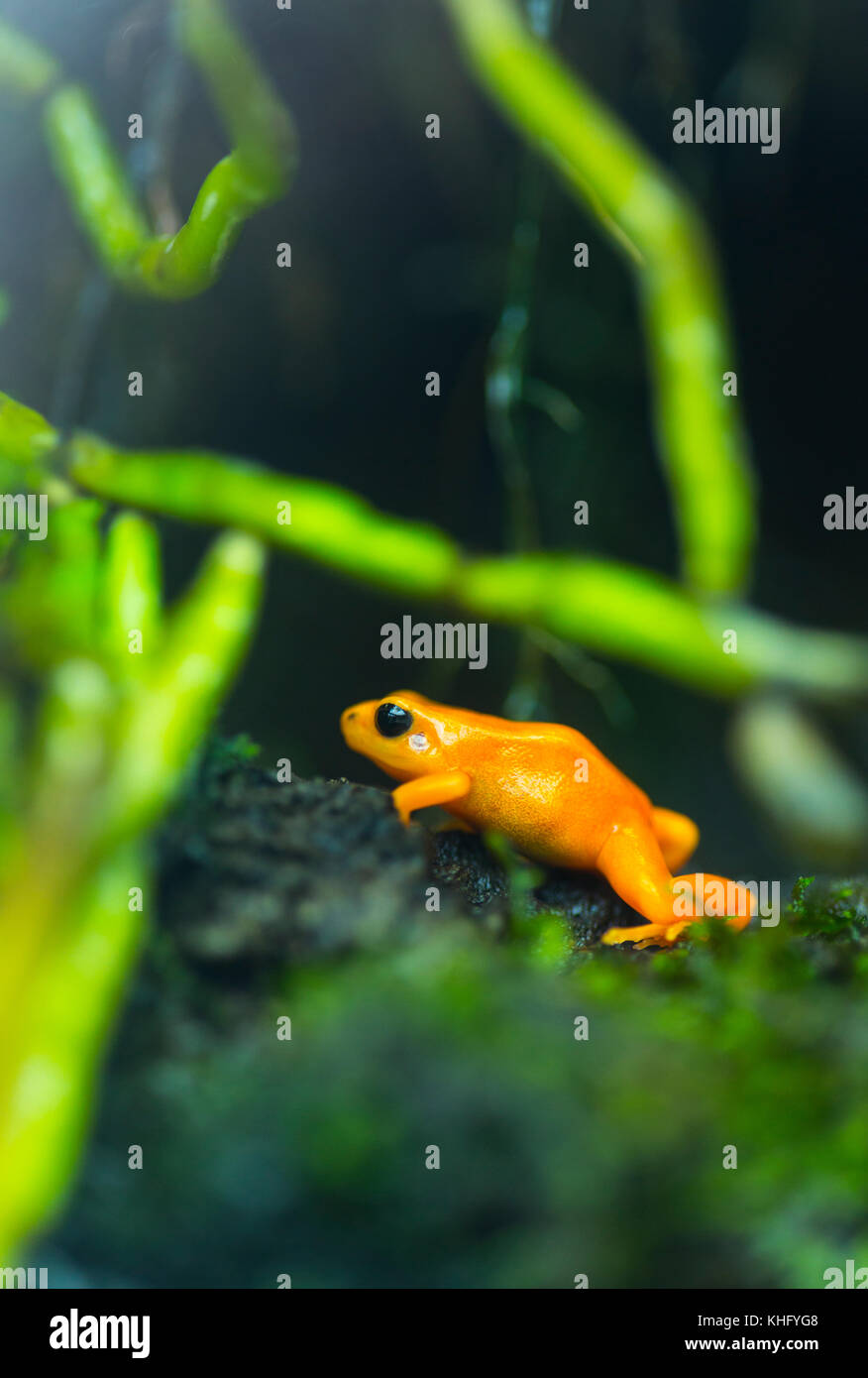 Golden mantella (Mantella aurantiaca Stock Photo - Alamy