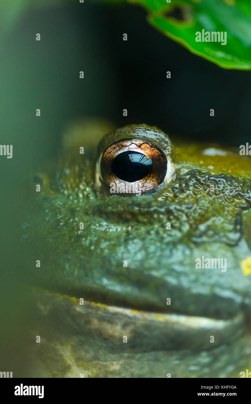 African bullfrog hi-res stock photography and images - Alamy