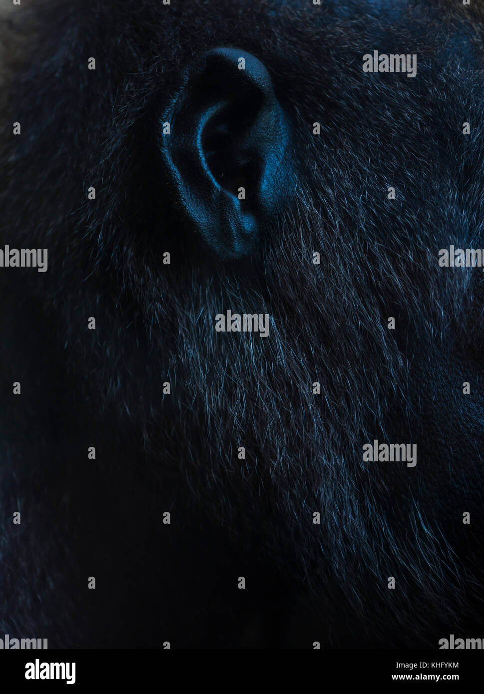 Detail of an ear in Western lowland gorilla (Gorilla gorilla gorilla ...