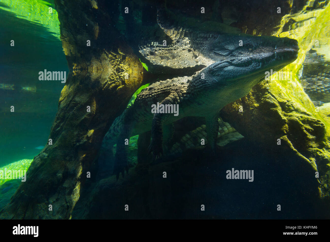 Cocodrilo del nilo crocodylus niloticus hi-res stock photography and ...