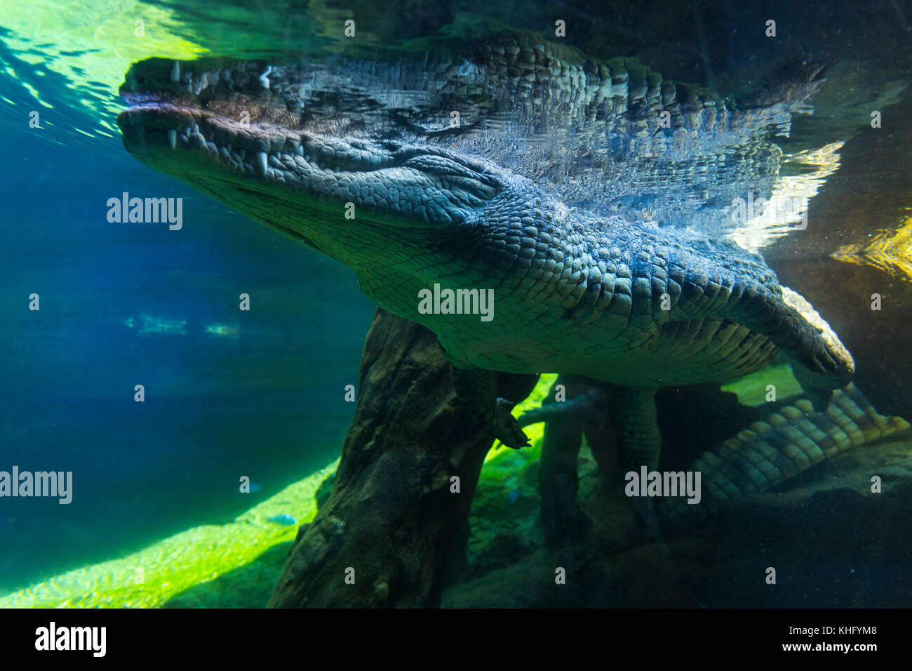 Cocodrilo del nilo crocodylus niloticus hi-res stock photography and ...