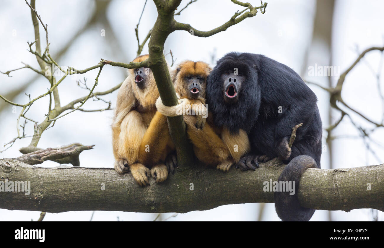 The black howler monkey alouatta is species of howler monkey hi-res ...