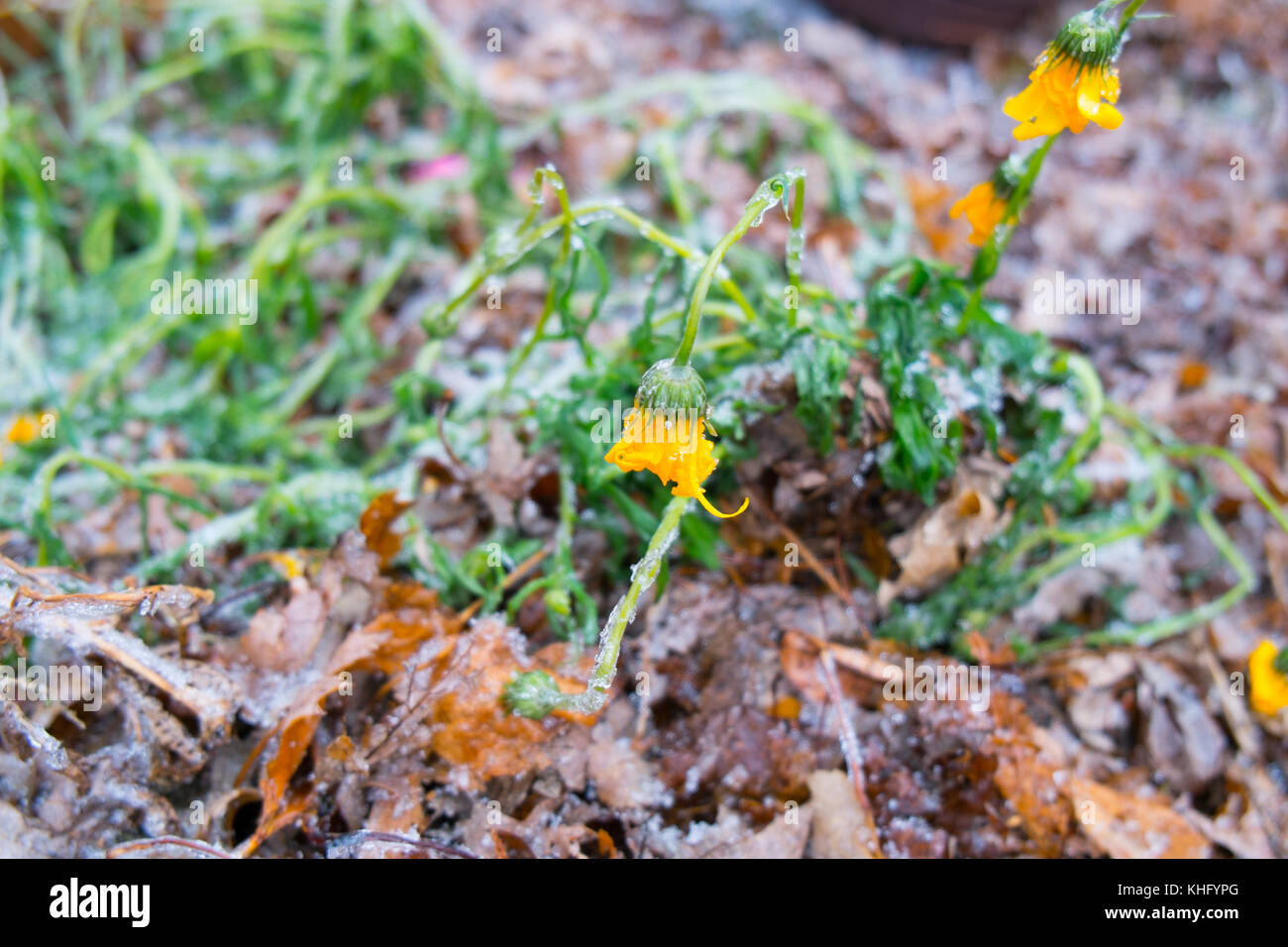 Frozen Icy Flowers Stock Photo - Alamy