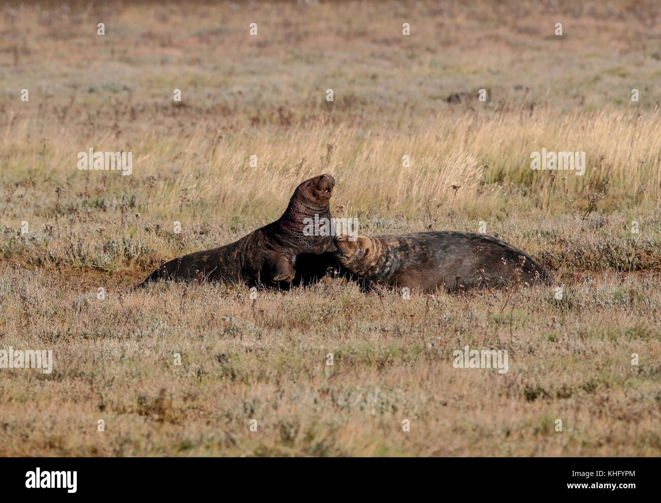 Grey Seals fighting (Halichoerus grypus Stock Photo - Alamy