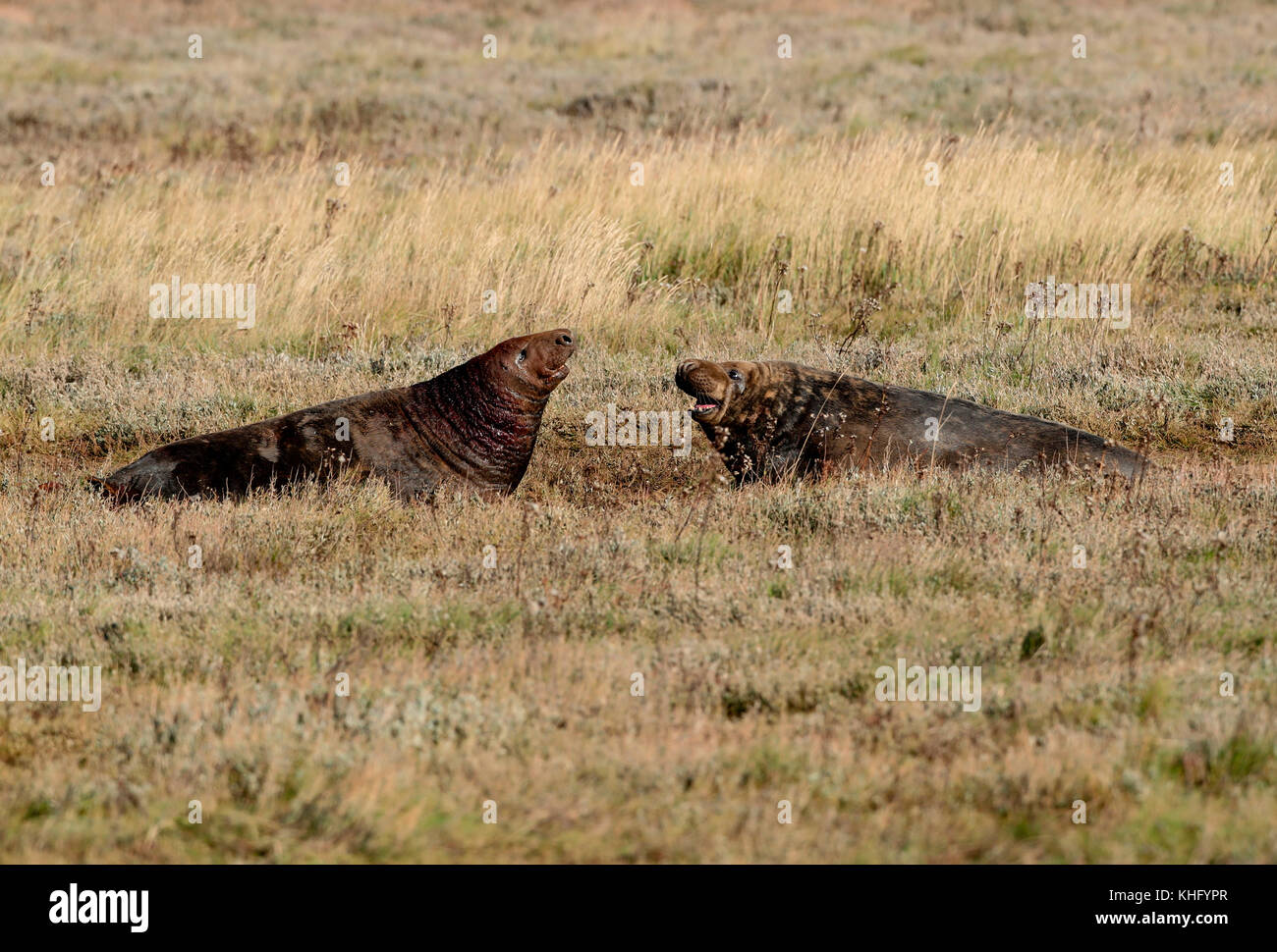 Angry seals hi-res stock photography and images - Alamy