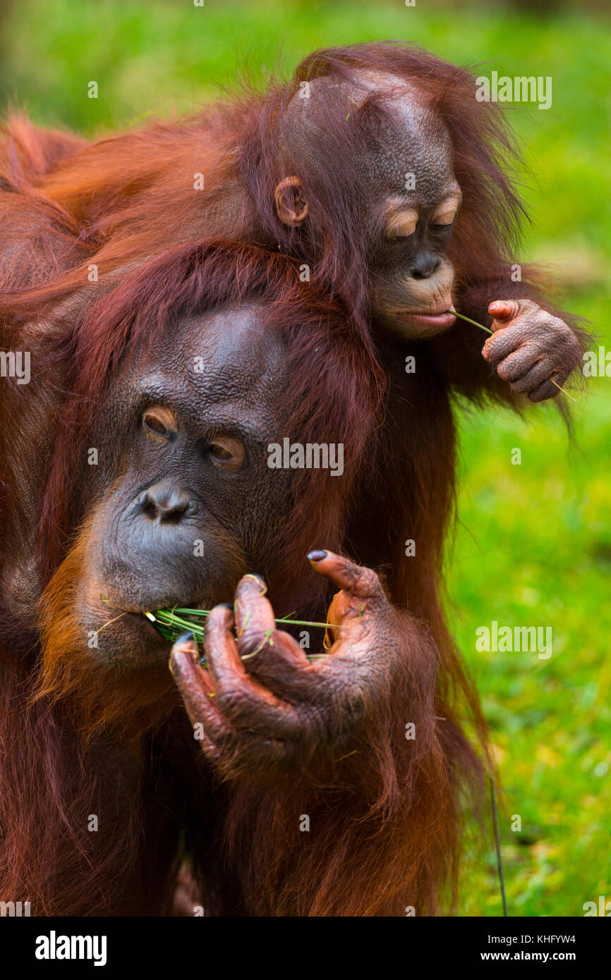 BORNEAN ORANGUTAN (Pongo pygmaeus Stock Photo - Alamy
