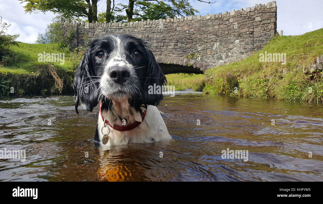 English springer spaniel jumping hi-res stock photography and images ...