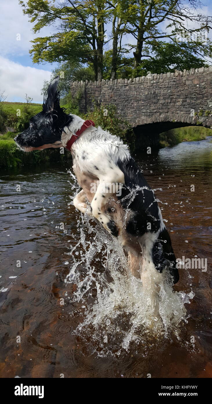 English water spaniel hi-res stock photography and images - Alamy