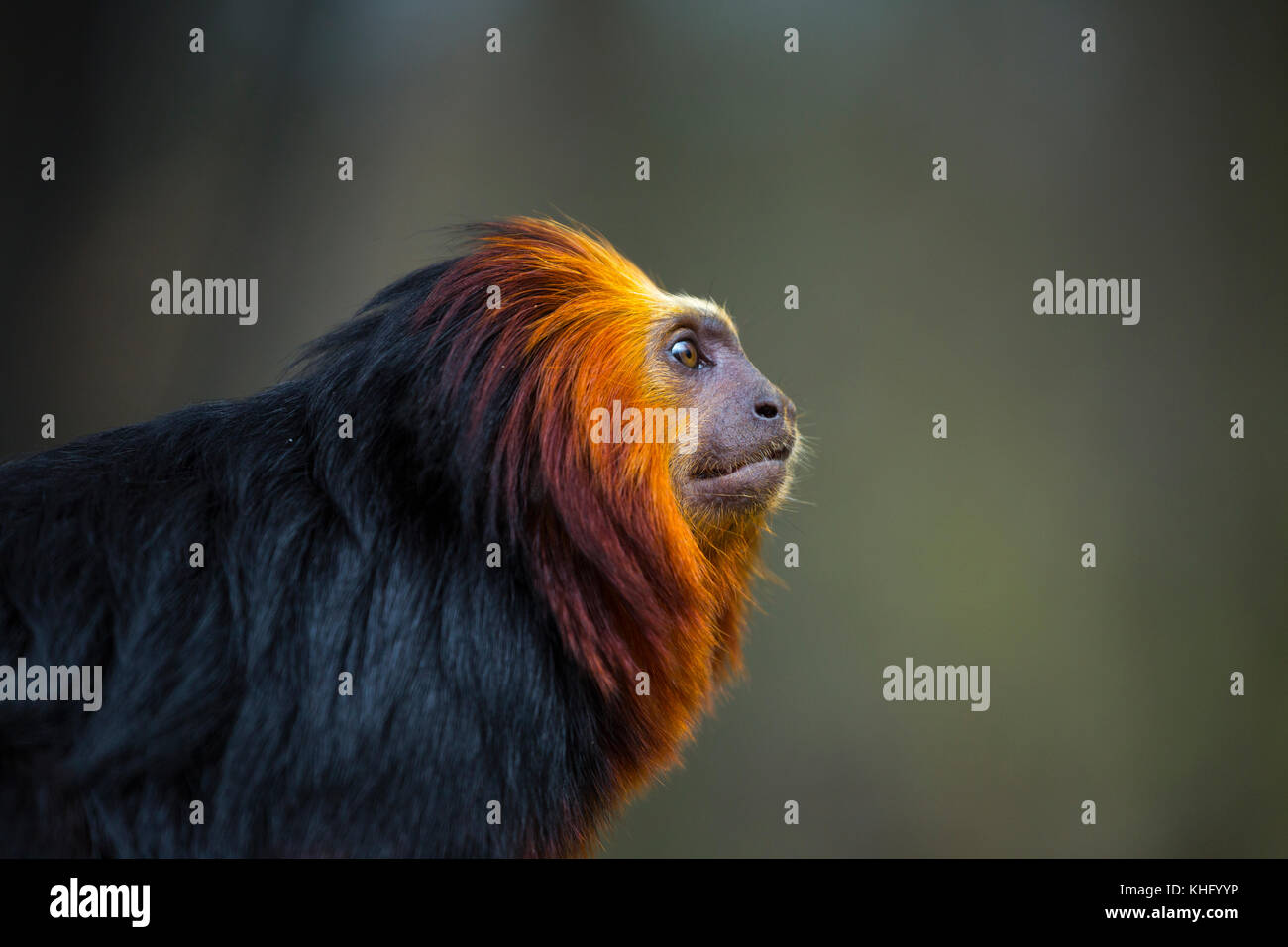 Golden-headed lion tamarin (Leontopithecus chrysomelas Stock Photo - Alamy