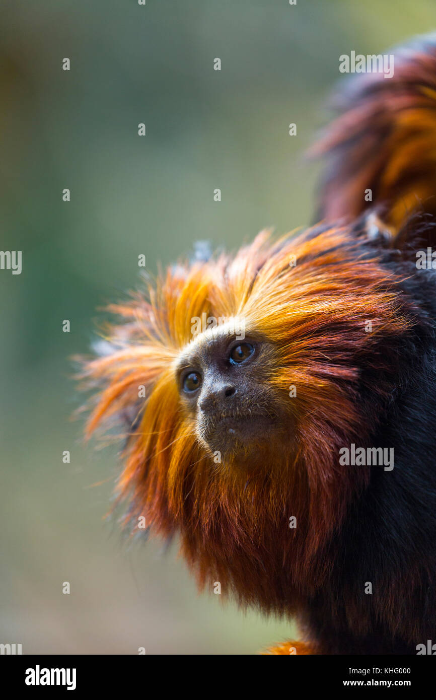 Golden-headed lion tamarin (Leontopithecus chrysomelas Stock Photo - Alamy