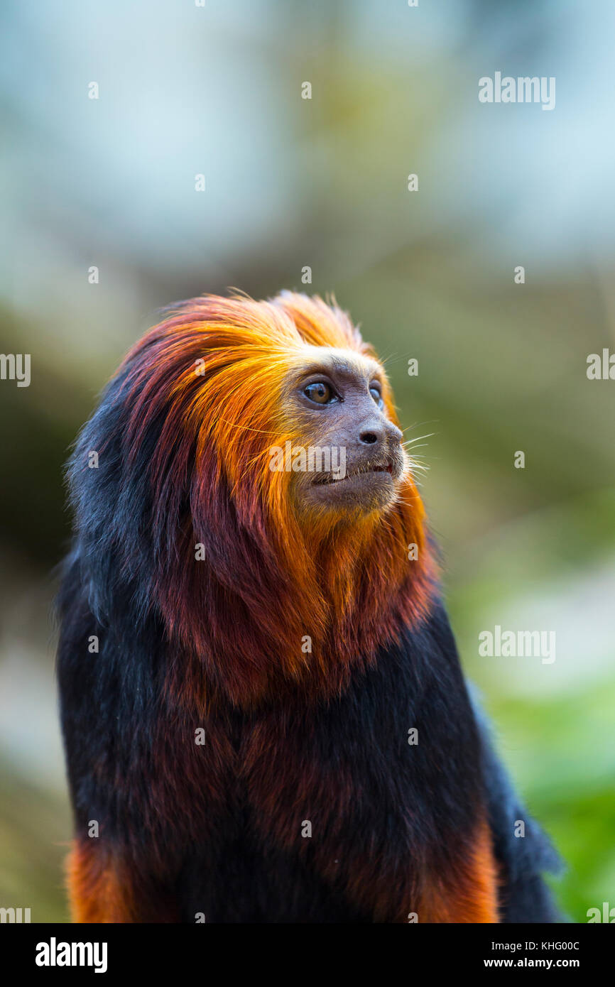 Golden-headed lion tamarin (Leontopithecus chrysomelas Stock Photo - Alamy