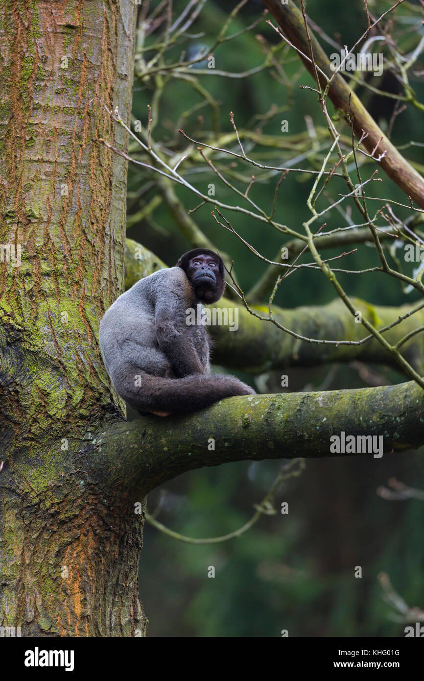 Brown woolly monkey, common woolly monkey, or Humboldt's woolly monkey ...