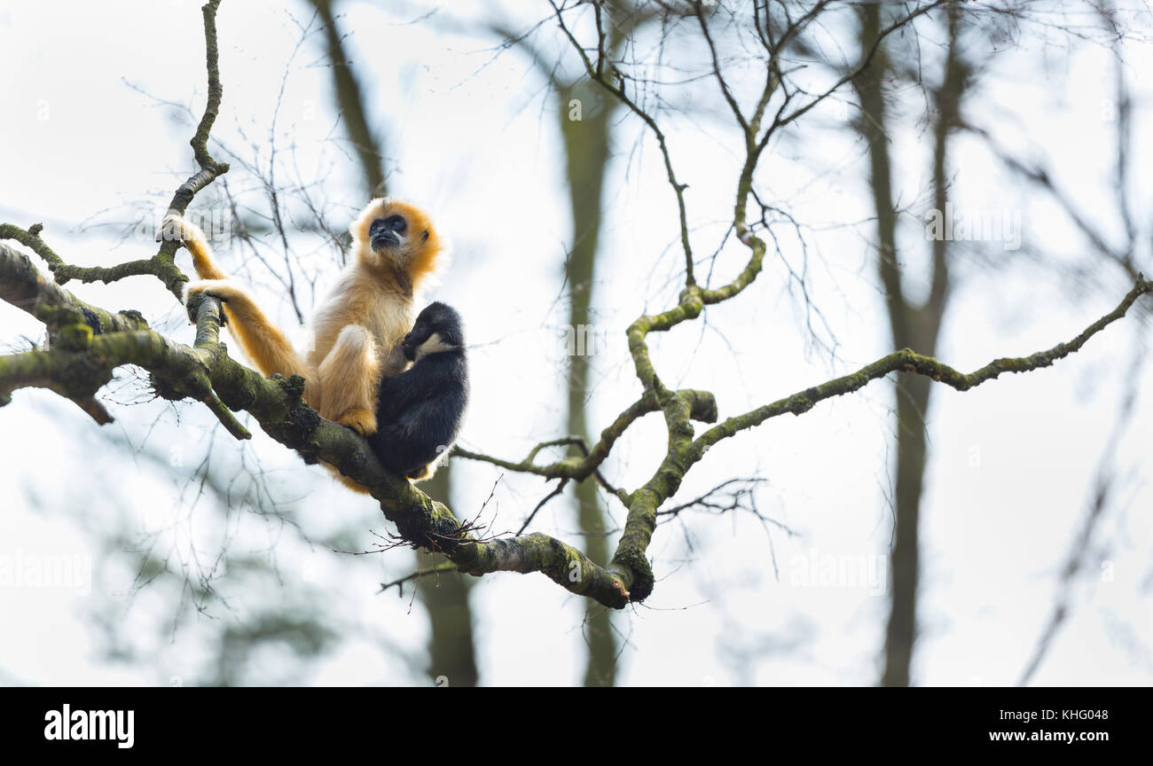 Black crested gibbon (Nomascus concolor Stock Photo - Alamy