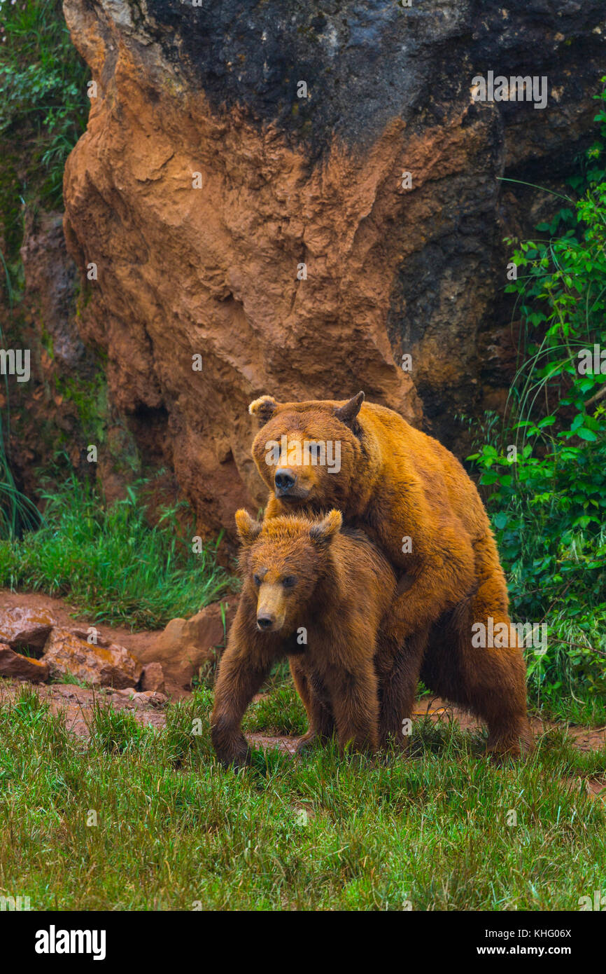 Brown bear (Ursus arctos), Cabarceno Natural Park, Cantabria, Spain ...