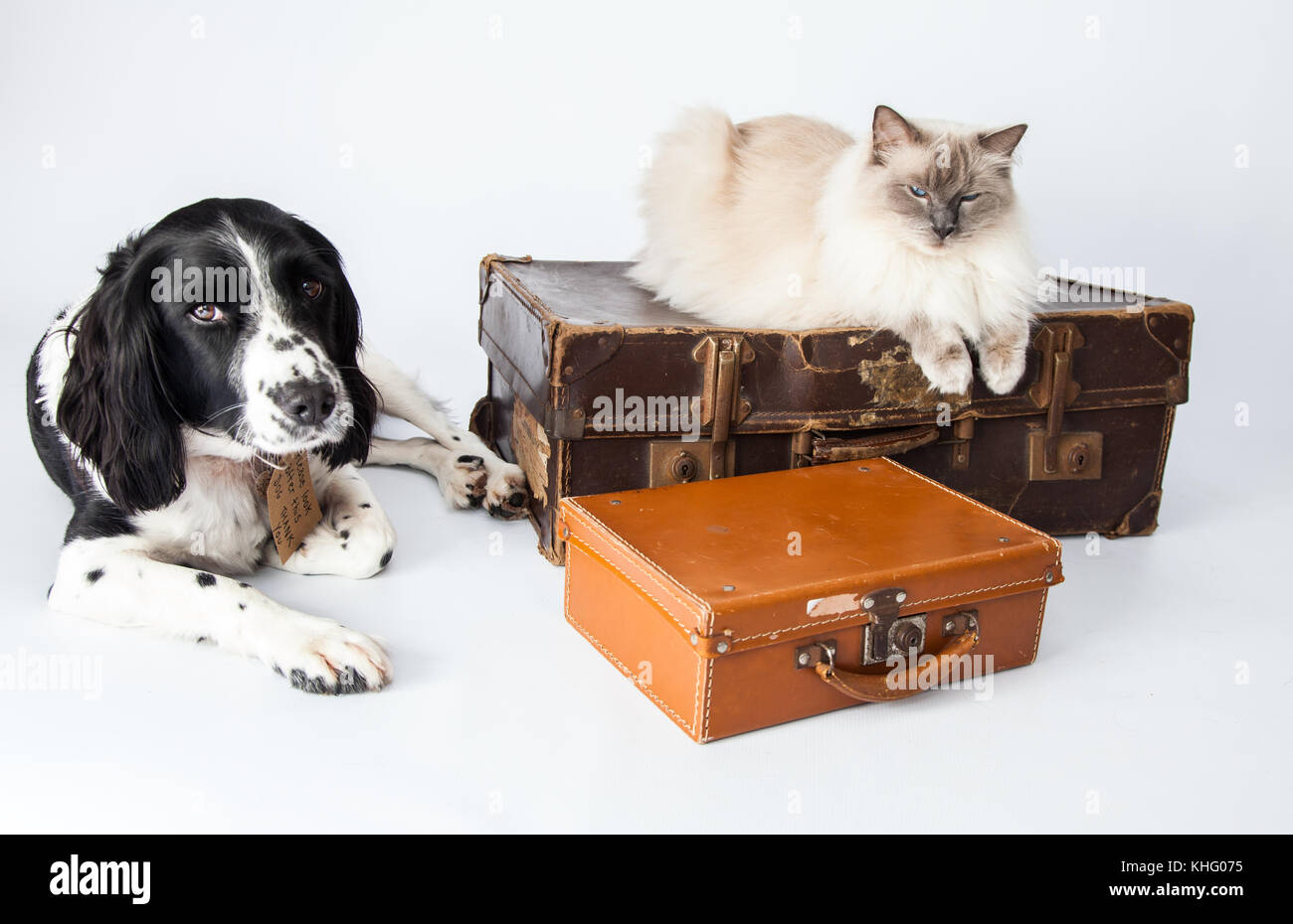 Ragdoll best friends hi-res stock photography and images - Alamy