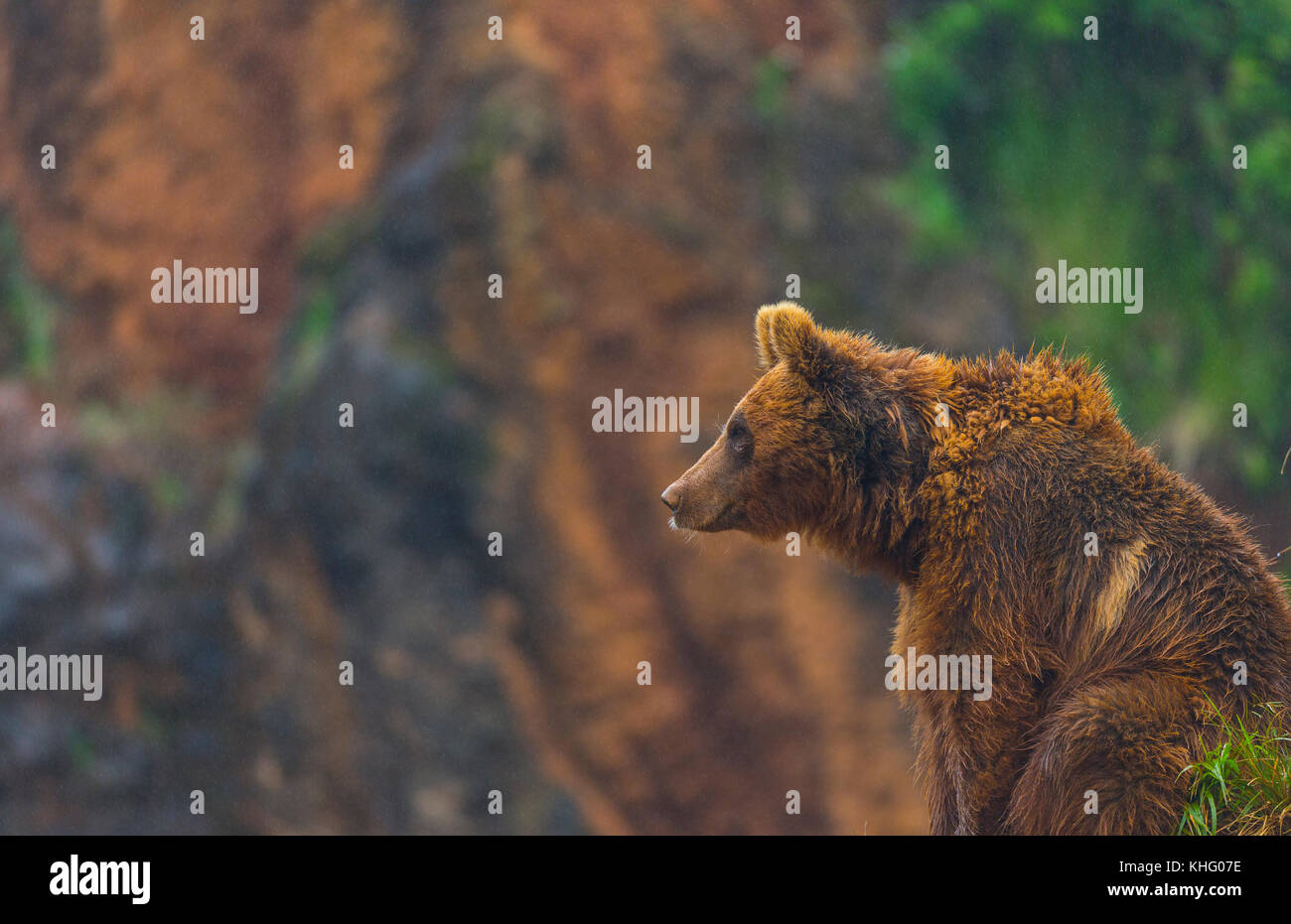 Brown bear (Ursus arctos), Cabarceno Natural Park, Cantabria, Spain ...