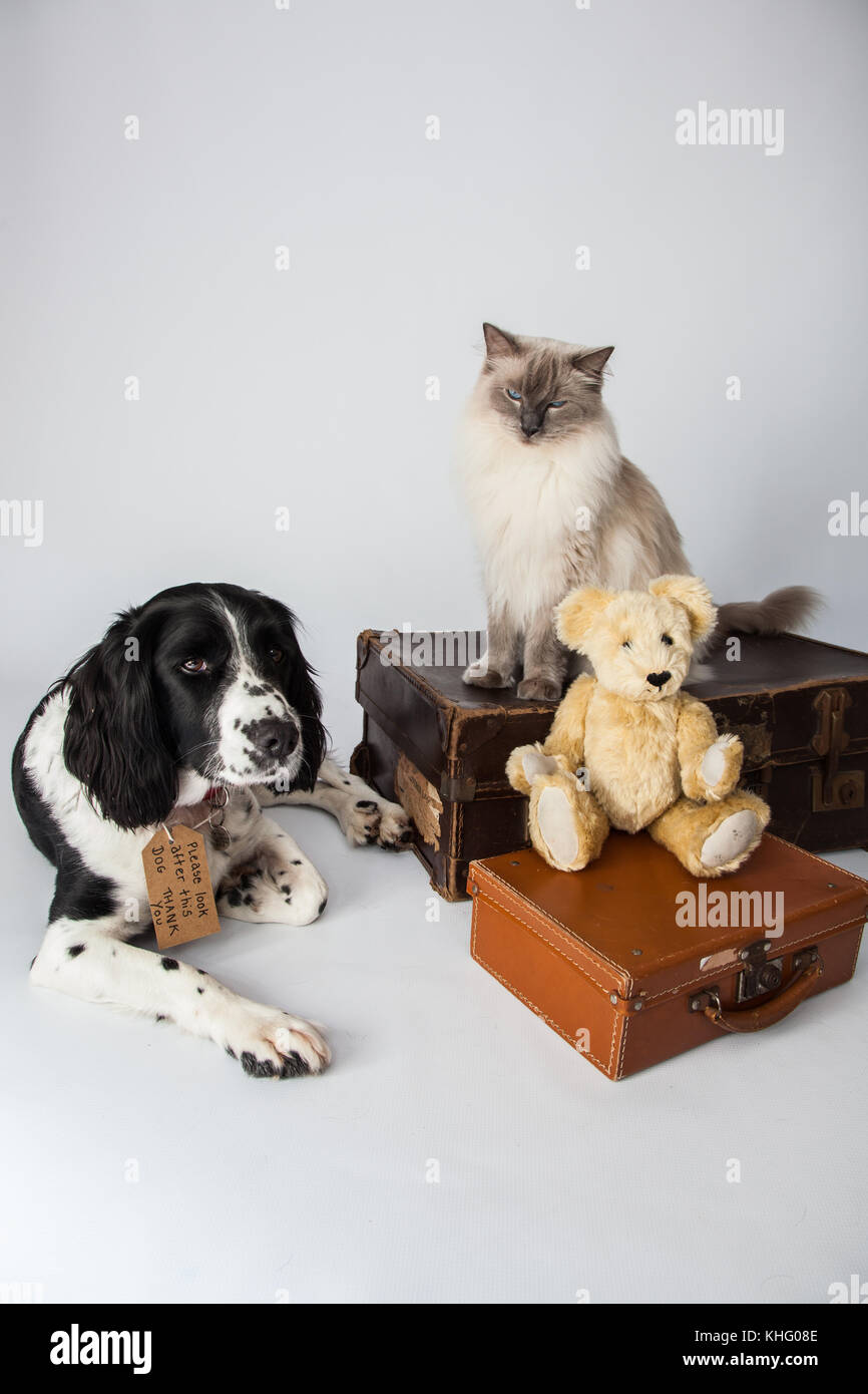 Ragdoll Cat & Springer Spaniel In a Photoshoot Stock Photo - Alamy