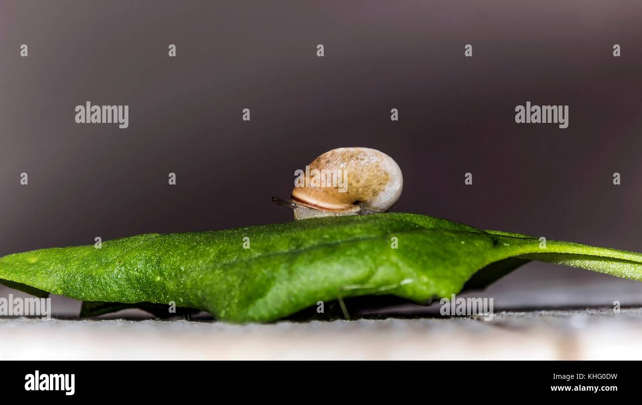 Little snail crawling along a leaf of spinach Stock Photo - Alamy