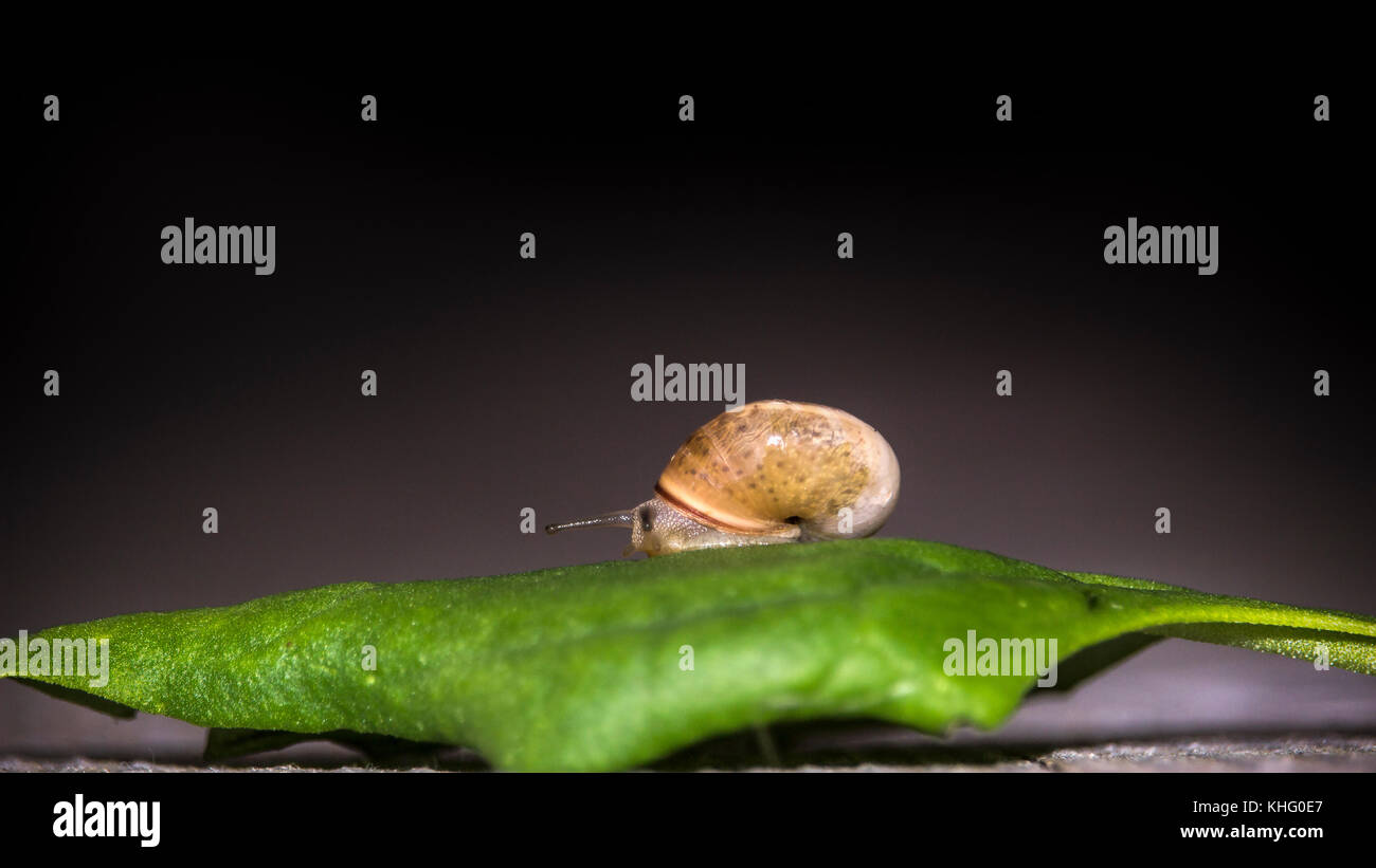 Little snail crawling along a leaf of spinach Stock Photo - Alamy